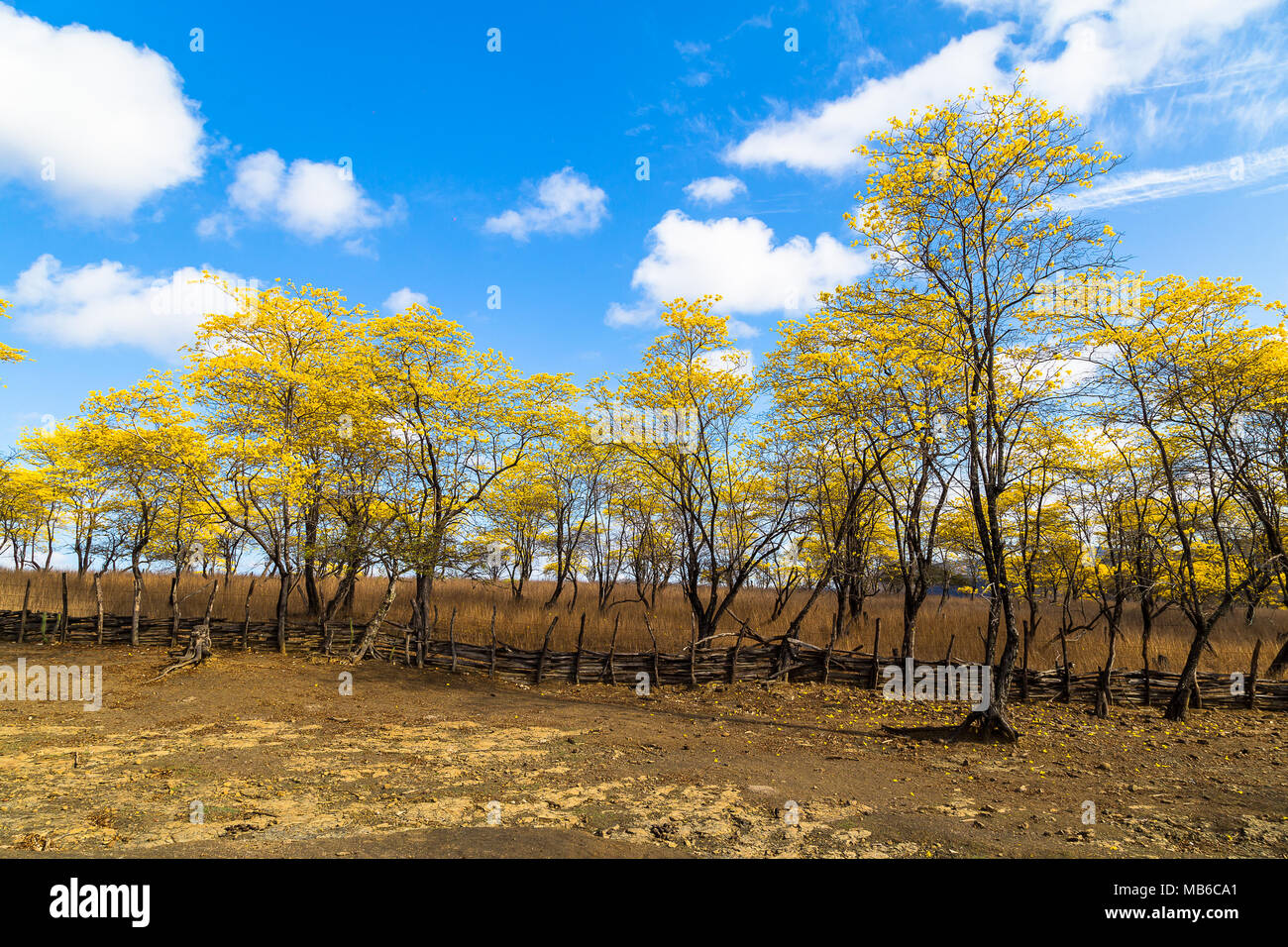 Trees of guayacán in flowering season. Ecuador, Loja Stock Photo - Alamy