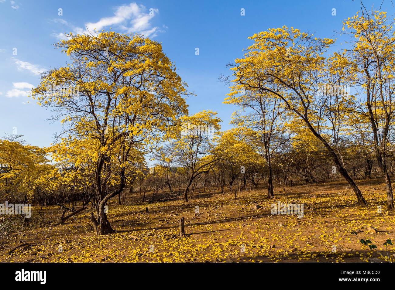 Trees of guayacán in flowering season. Ecuador, Loja Stock Photo - Alamy