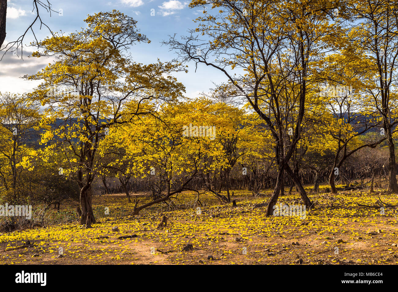 Trees of guayacán in flowering season. Ecuador, Loja Stock Photo - Alamy