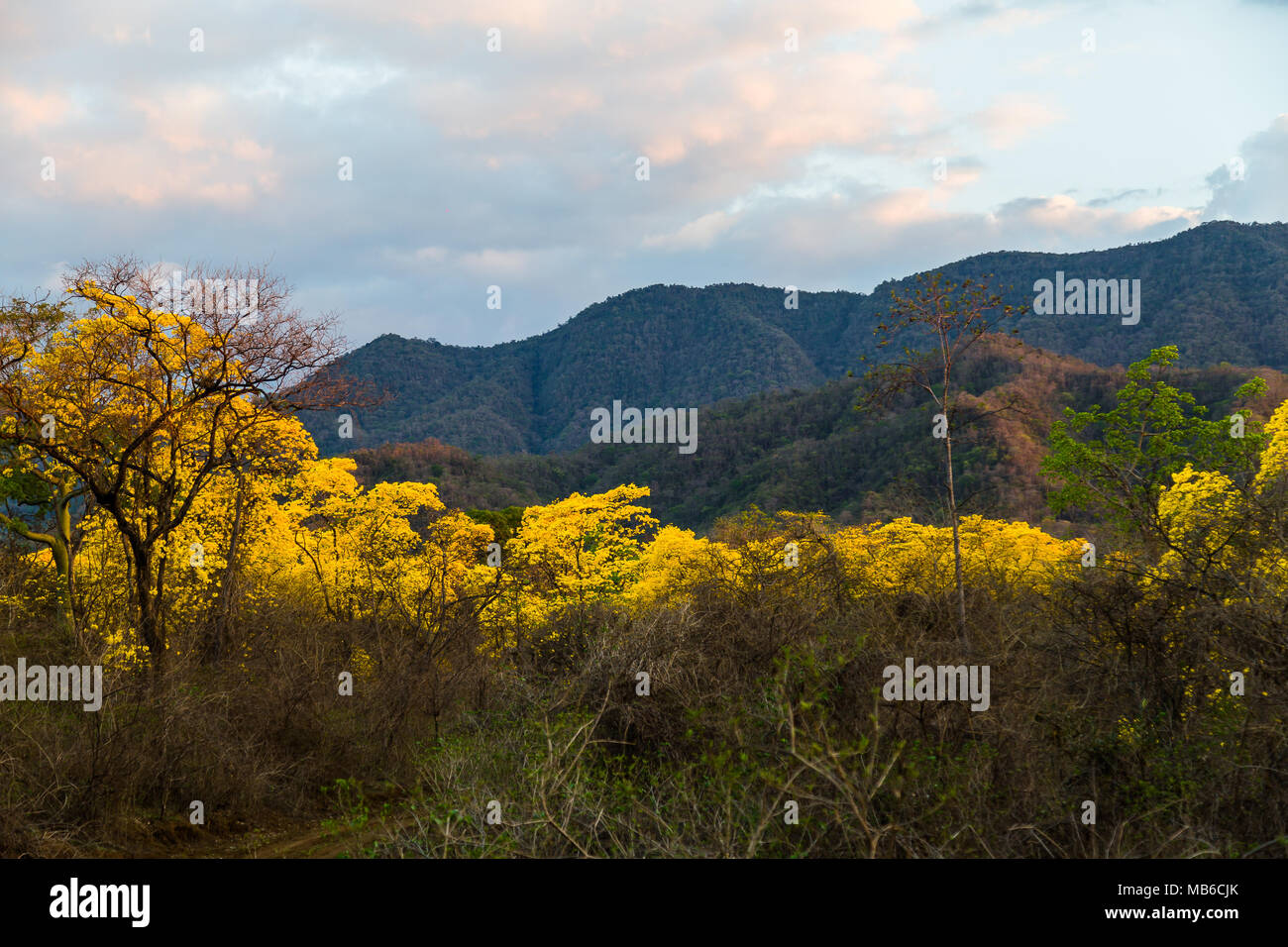 Trees of guayacán in flowering season. Ecuador, Loja Stock Photo - Alamy