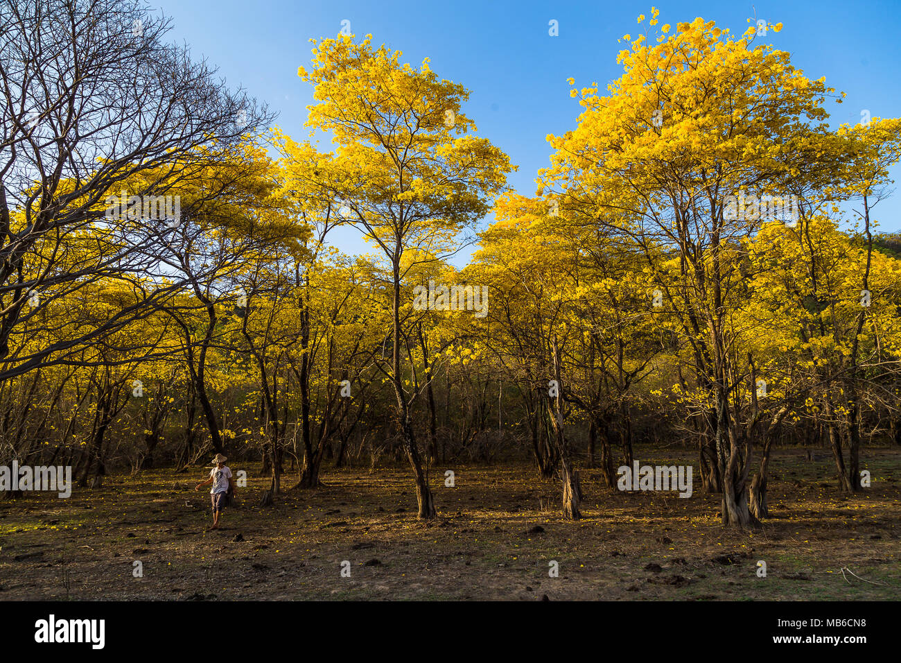 Trees of guayacán in flowering season. Ecuador, Loja Stock Photo - Alamy