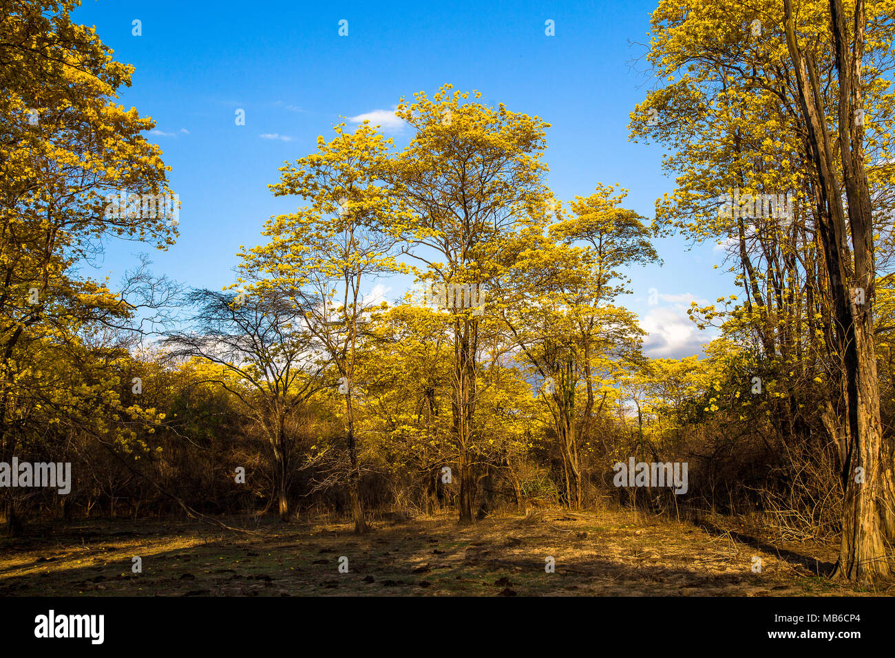 Trees of guayacán in flowering season. Ecuador, Loja Stock Photo - Alamy