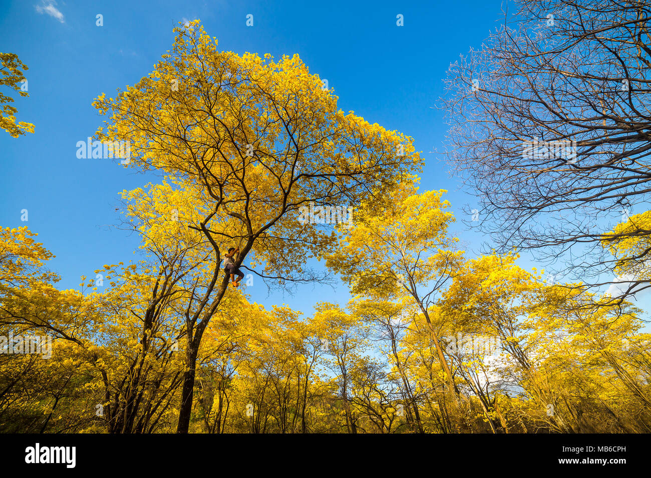 Trees of guayacán in flowering season. Ecuador, Loja Stock Photo - Alamy