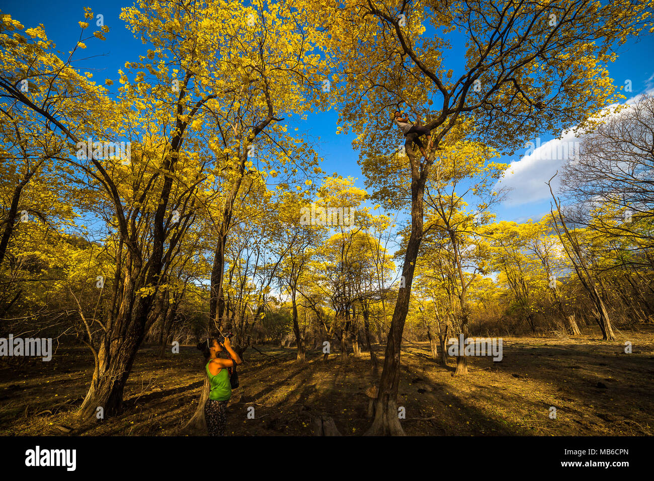 Trees of guayacán in flowering season. Ecuador, Loja Stock Photo - Alamy