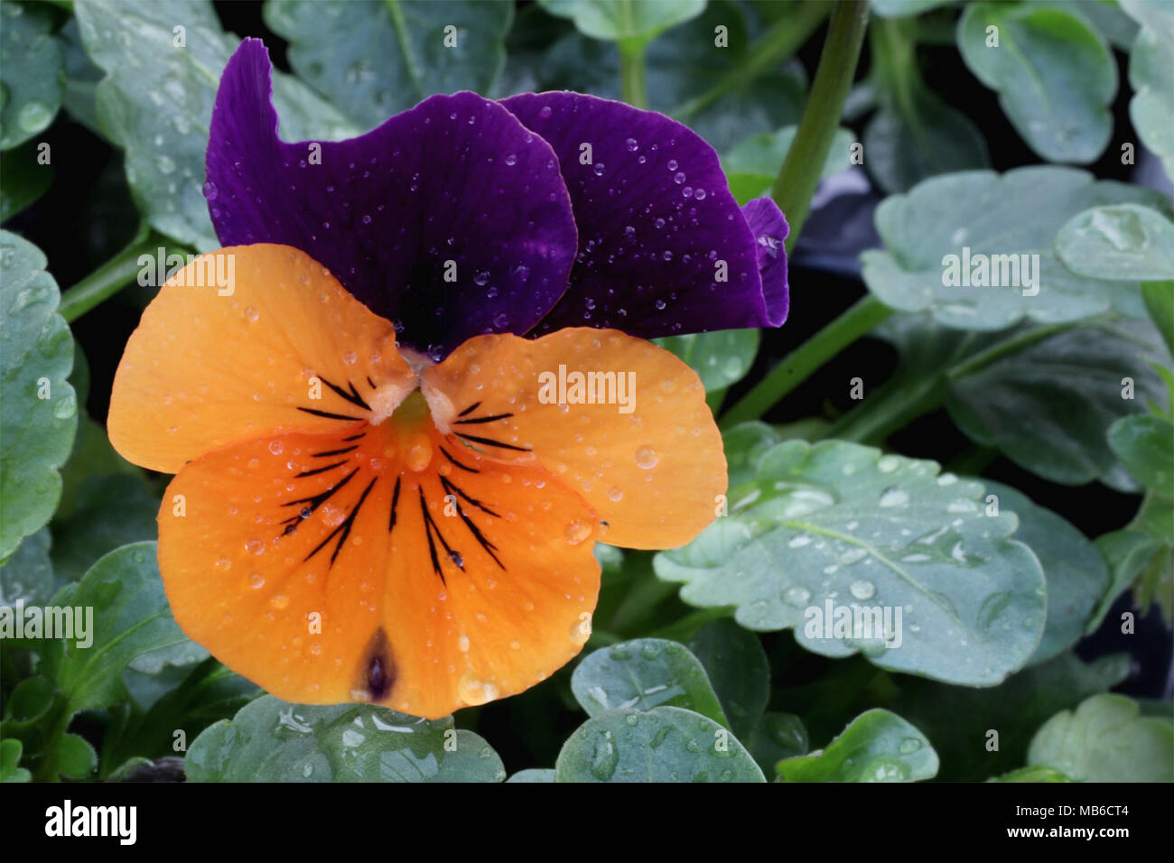 Pretty Orange and purple wild Viola Stock Photo - Alamy