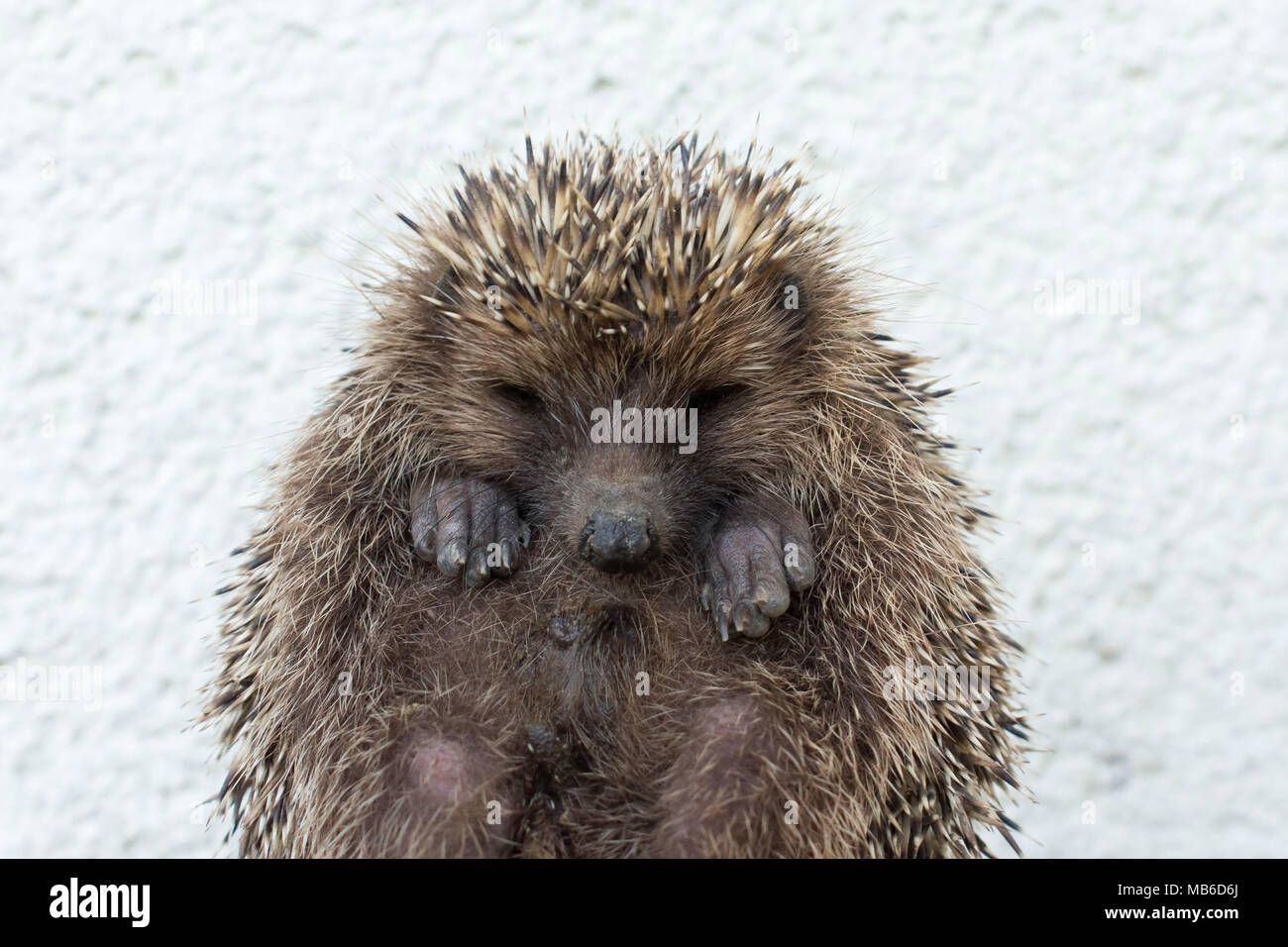 Animals spike hi-res stock photography and images - Alamy
