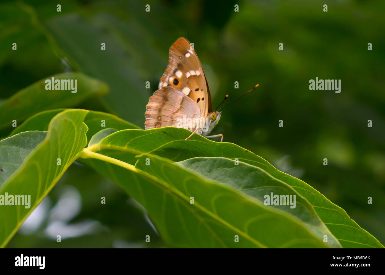 Purple emperor butterflies hi-res stock photography and images - Alamy