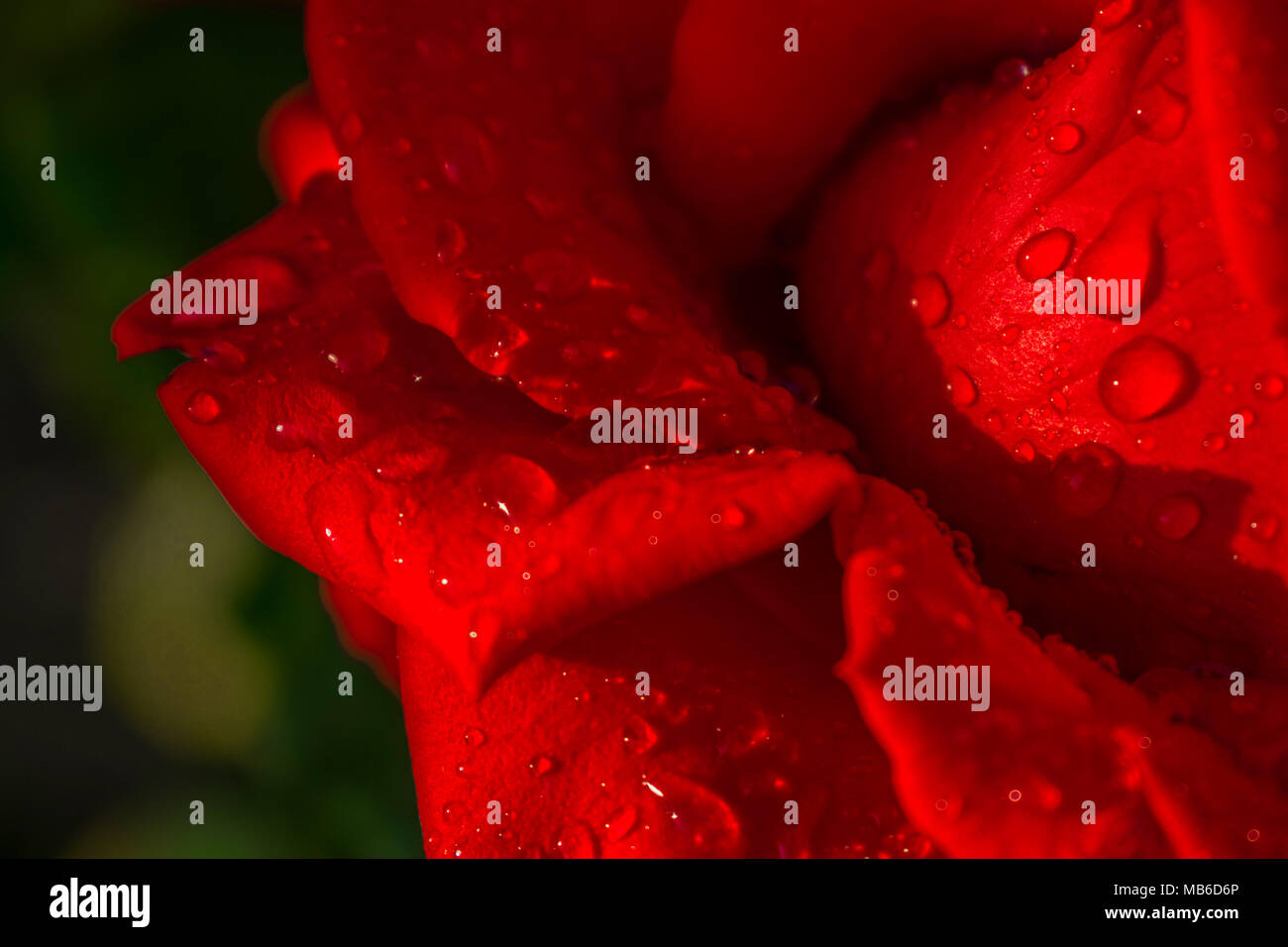 Red roses rain drops hi-res stock photography and images - Alamy