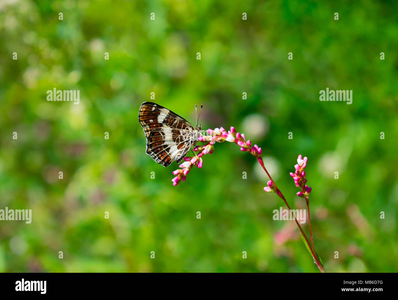 Map butterflies hi-res stock photography and images - Alamy