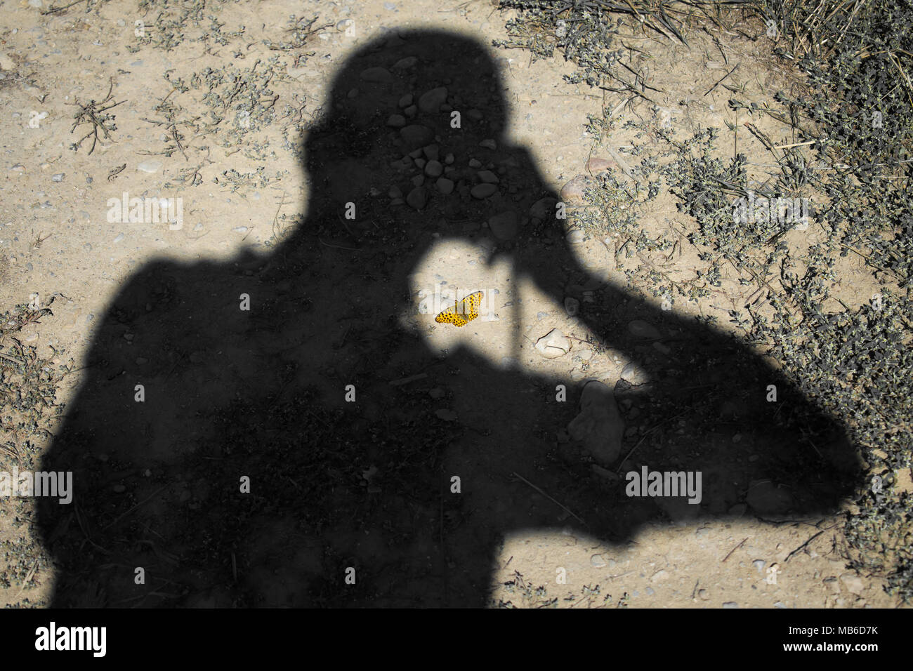 Butterfly shadow hi-res stock photography and images - Alamy