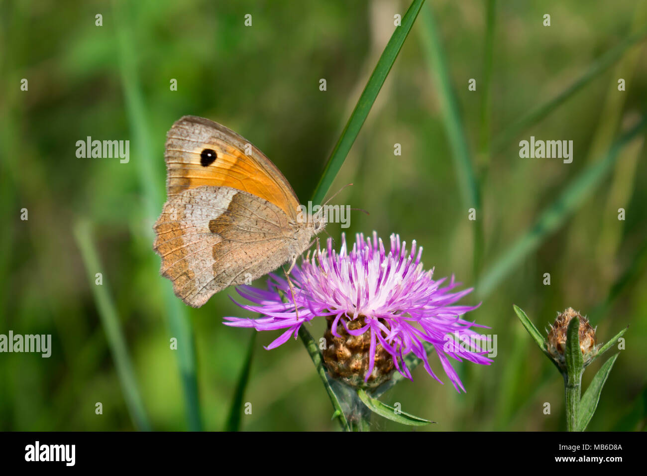 Meadow Brown Butterfly Stock Photo - Alamy