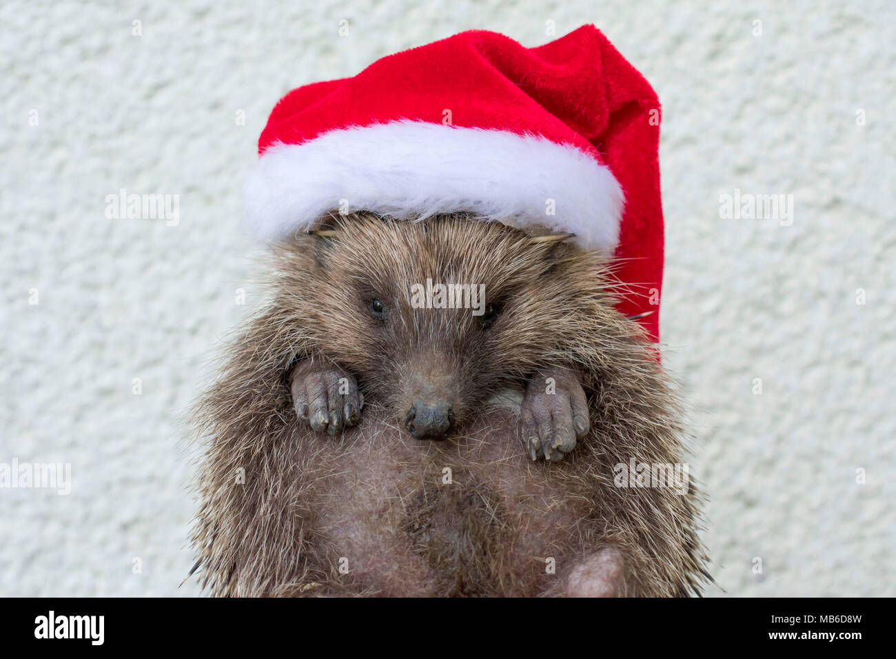 Hedgehogs christmas hi-res stock photography and images - Alamy