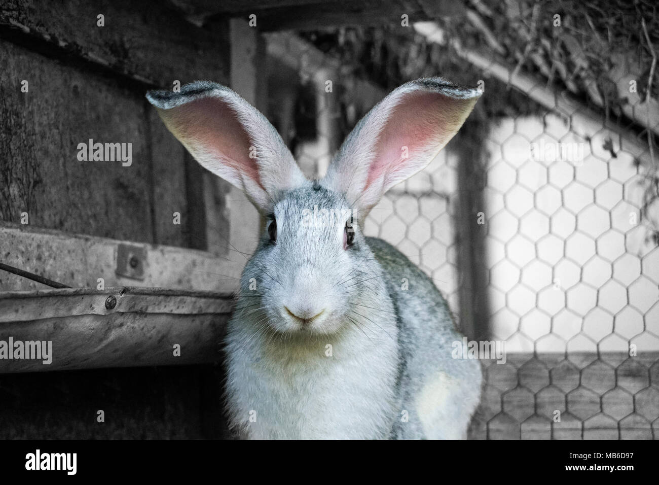 Champagne dargent rabbit hi-res stock photography and images - Alamy