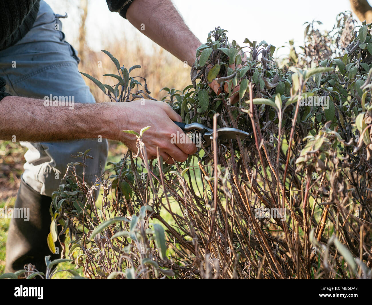 Sage cut spring hi-res stock photography and images - Alamy