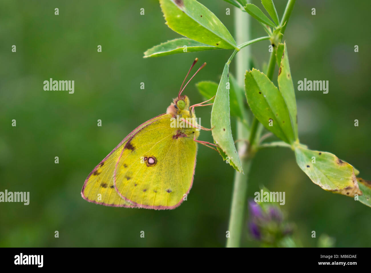 Clouded Yellow Butterfly Stock Photo - Alamy