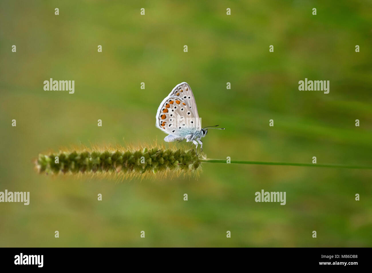 Common Blue Butterfly Stock Photo - Alamy