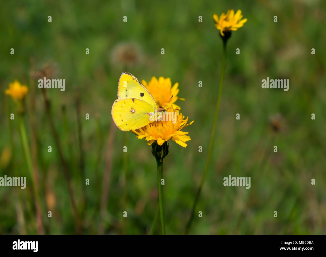 Insects fauna hi-res stock photography and images - Alamy