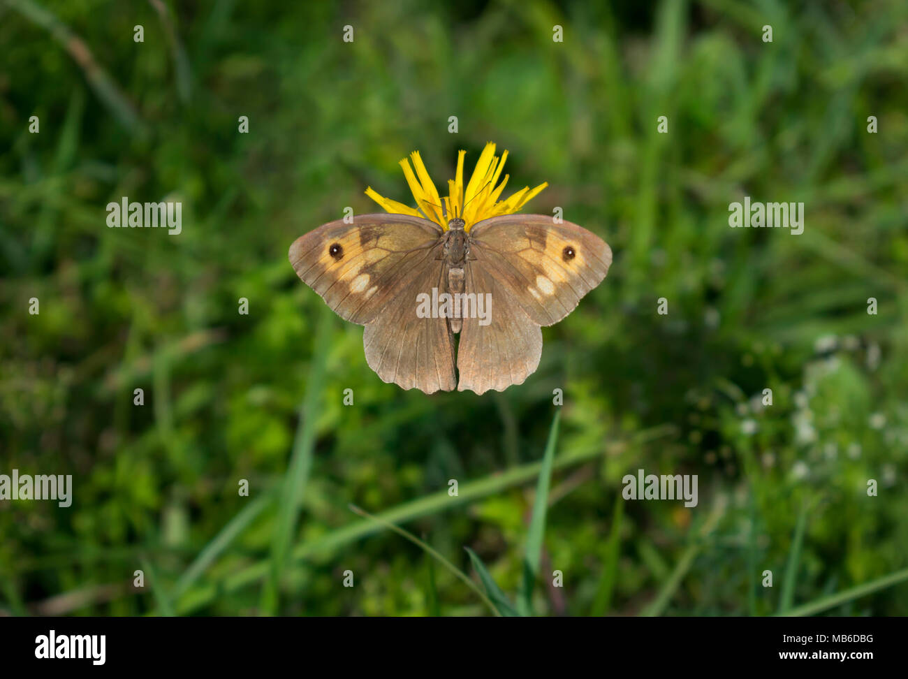 Meadow Brown Butterfly Stock Photo - Alamy