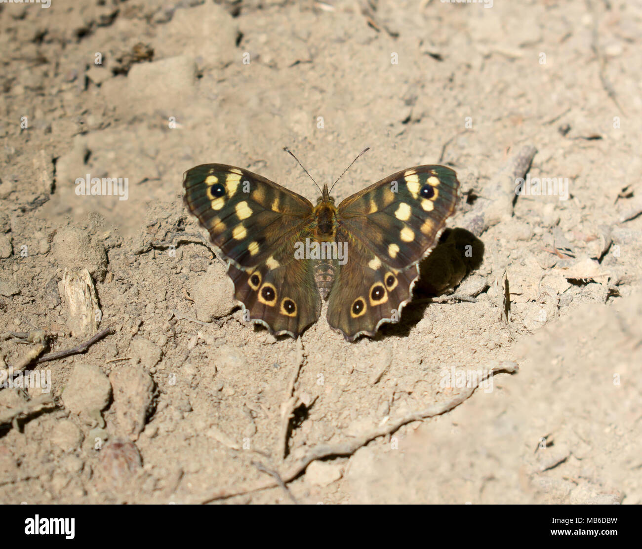 Wood butterflies hi-res stock photography and images - Alamy