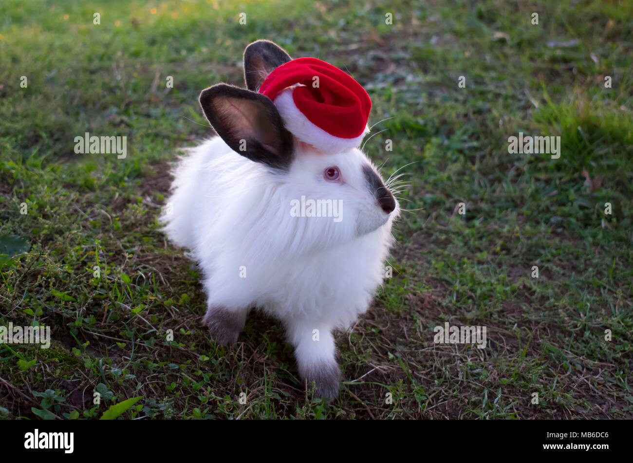 Lionhead Rabbit High Resolution Stock Photography and Images - Alamy