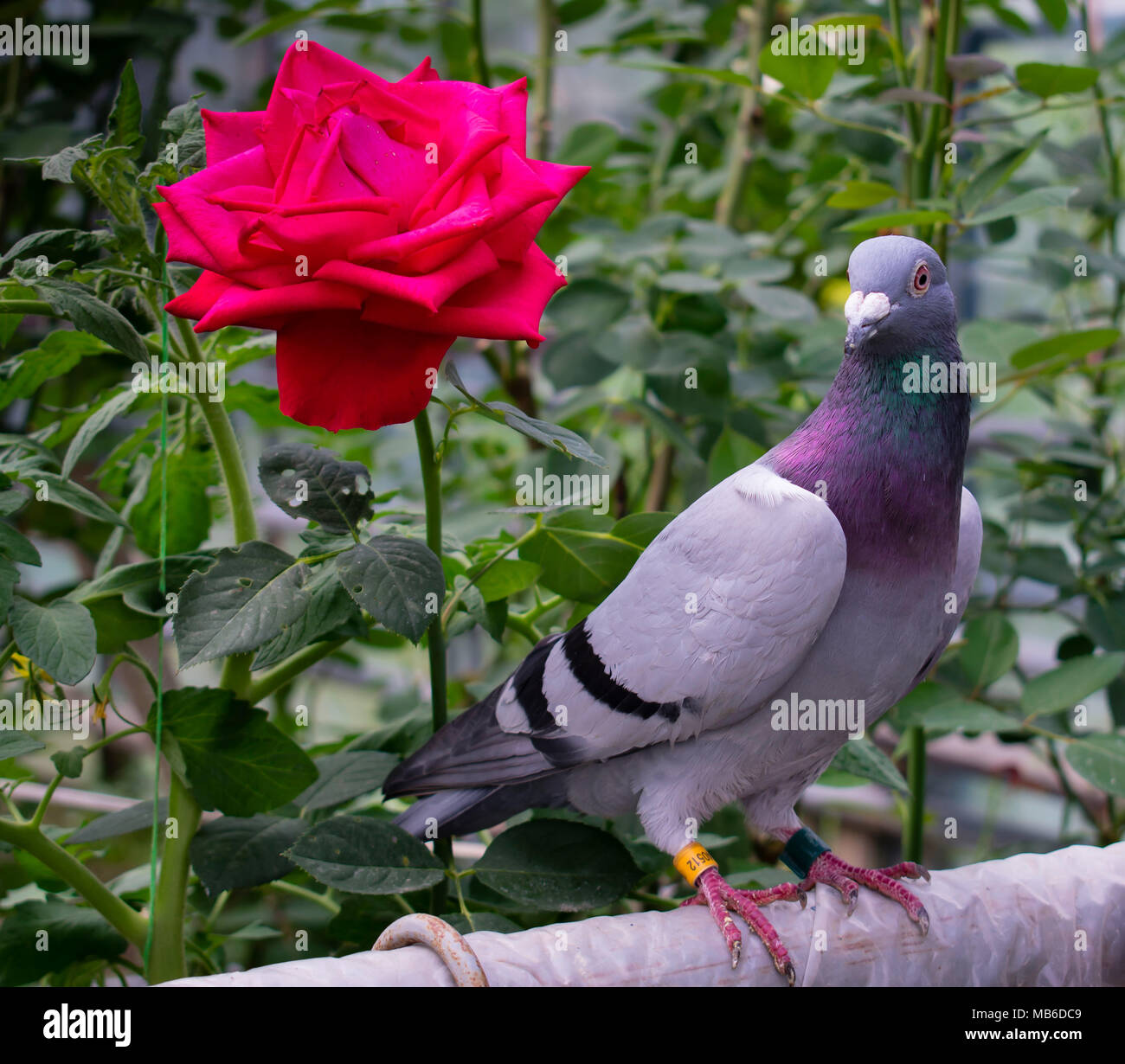 Pigeon rose hi-res stock photography and images - Alamy