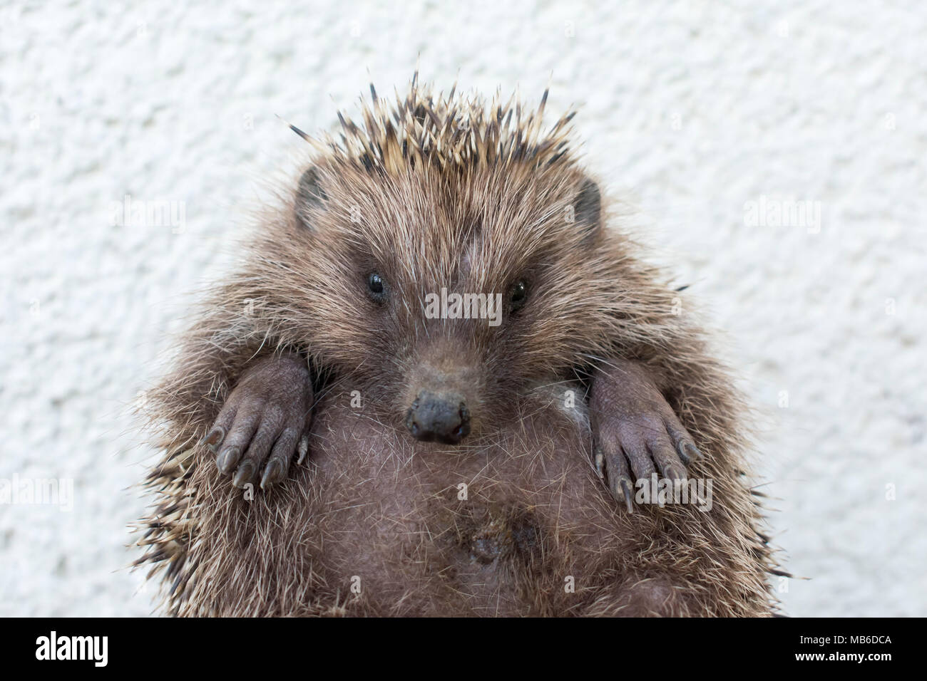 Animals with spikes hi-res stock photography and images - Alamy
