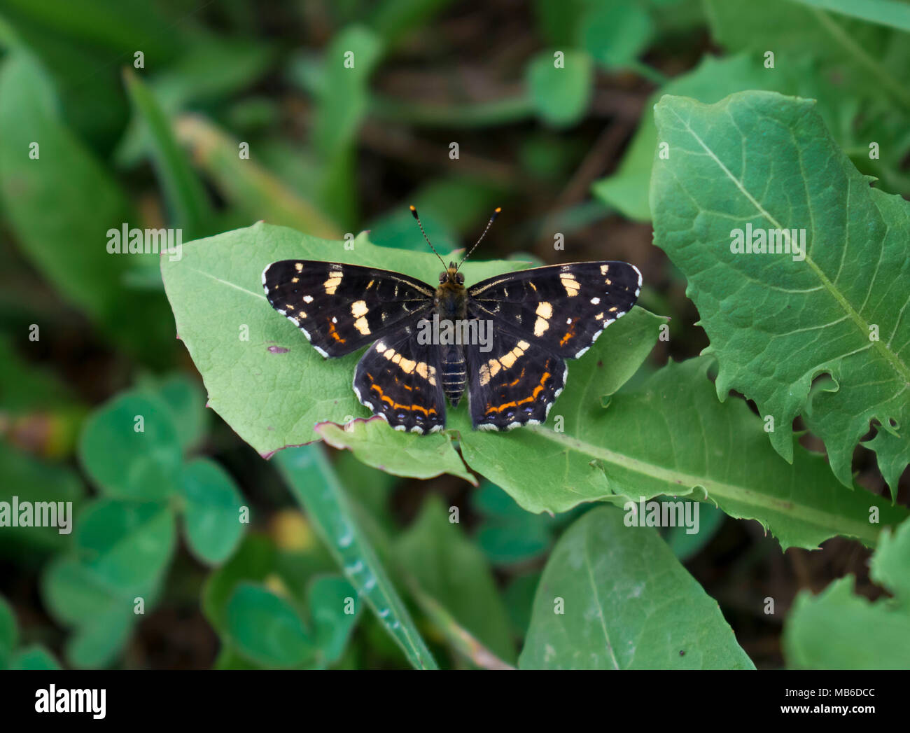 Map butterflies hi-res stock photography and images - Alamy