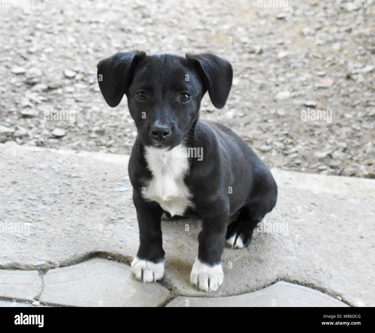 Dog with innocent eyes hi-res stock photography and images - Alamy