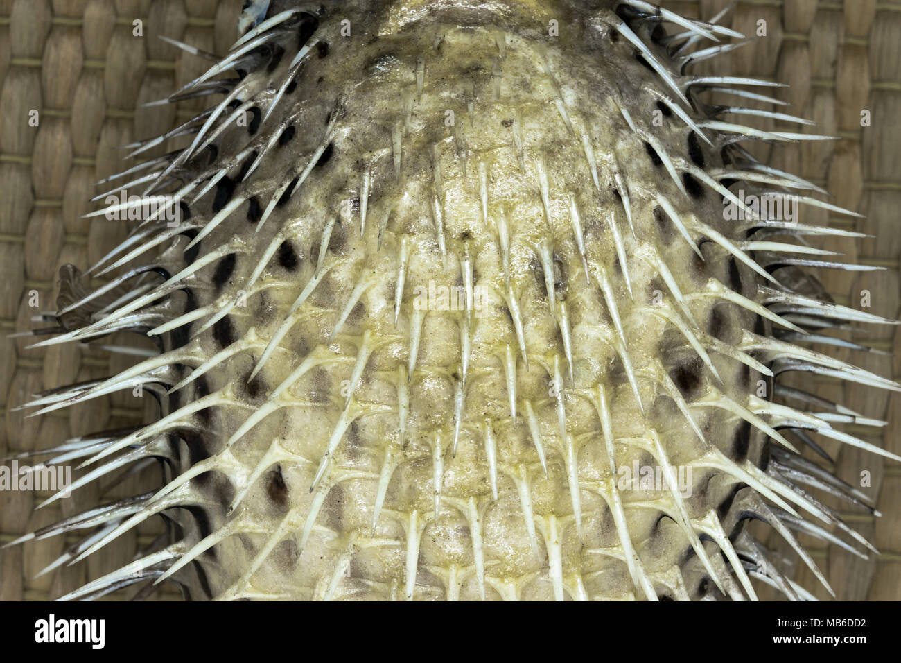 Puffer Fish Blow Up High Resolution Stock Photography and Images - Alamy