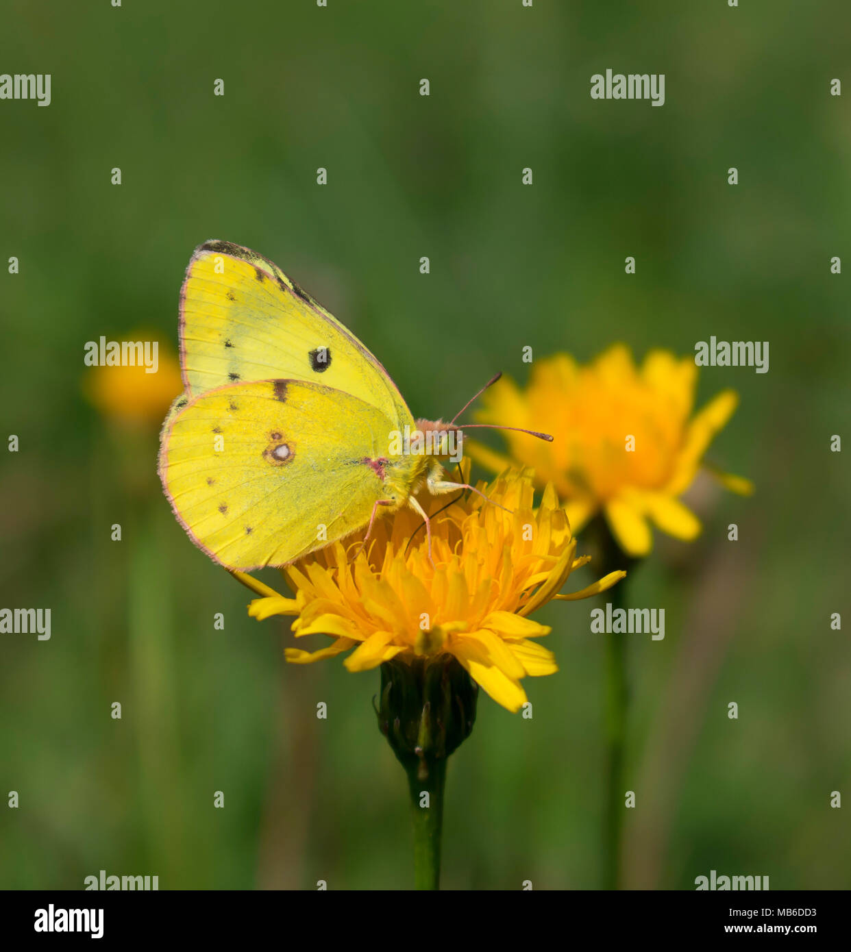 Plae yellow hi-res stock photography and images - Alamy