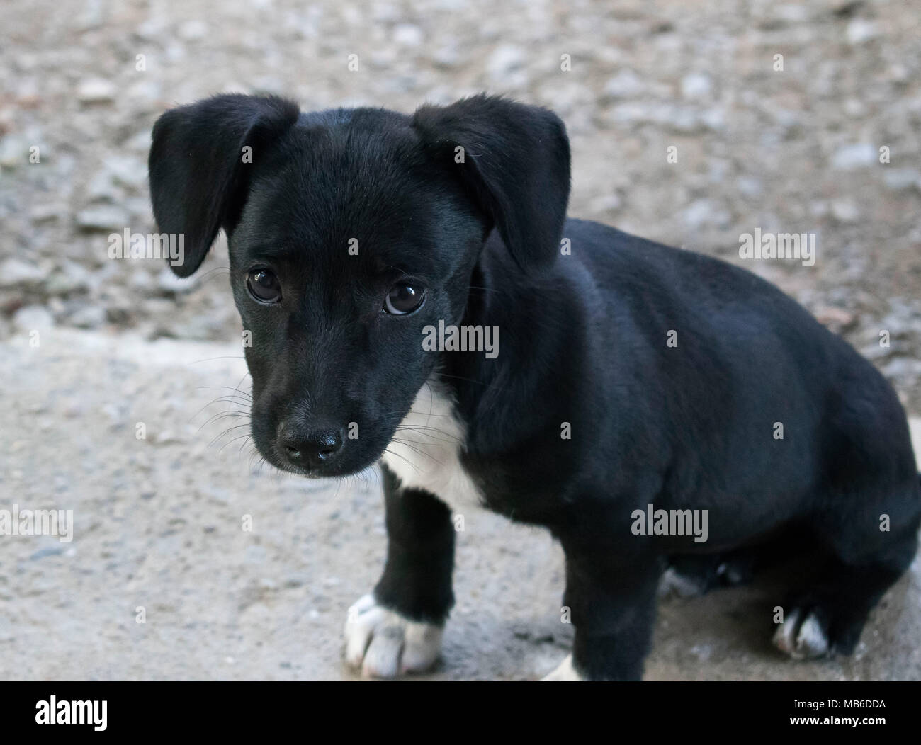 Innocent dog hi-res stock photography and images - Alamy