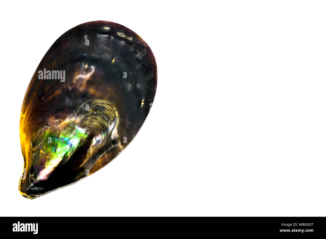 Blue shell detail Cut Out Stock Images & Pictures - Alamy