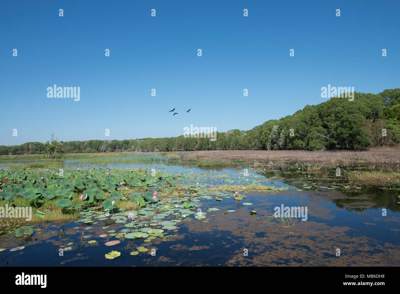 Fogg Dam Conservation Reserve, Northern Territory, Australia ...