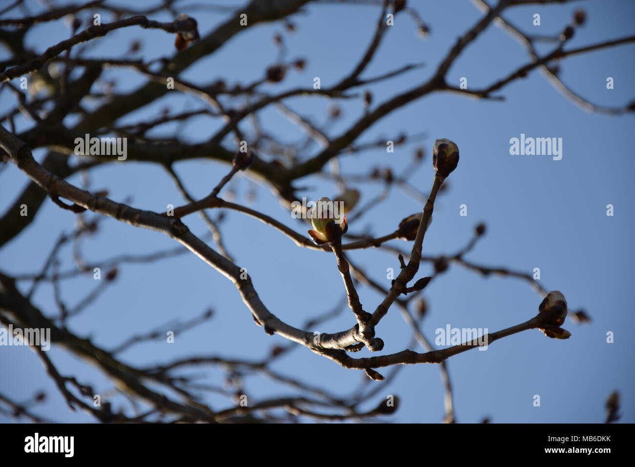 finally the spring shows up Stock Photo - Alamy