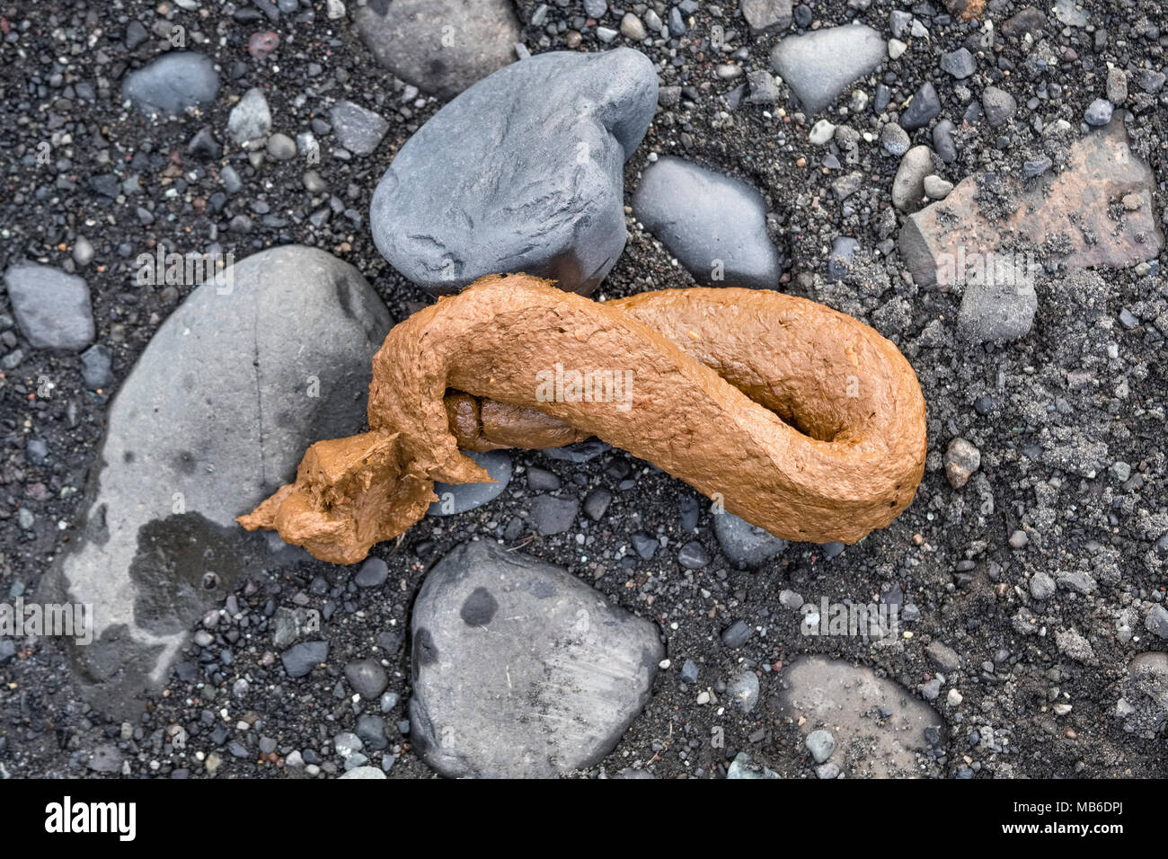 Human excrement. The effect of two cheeseburger meals on a digestive ...