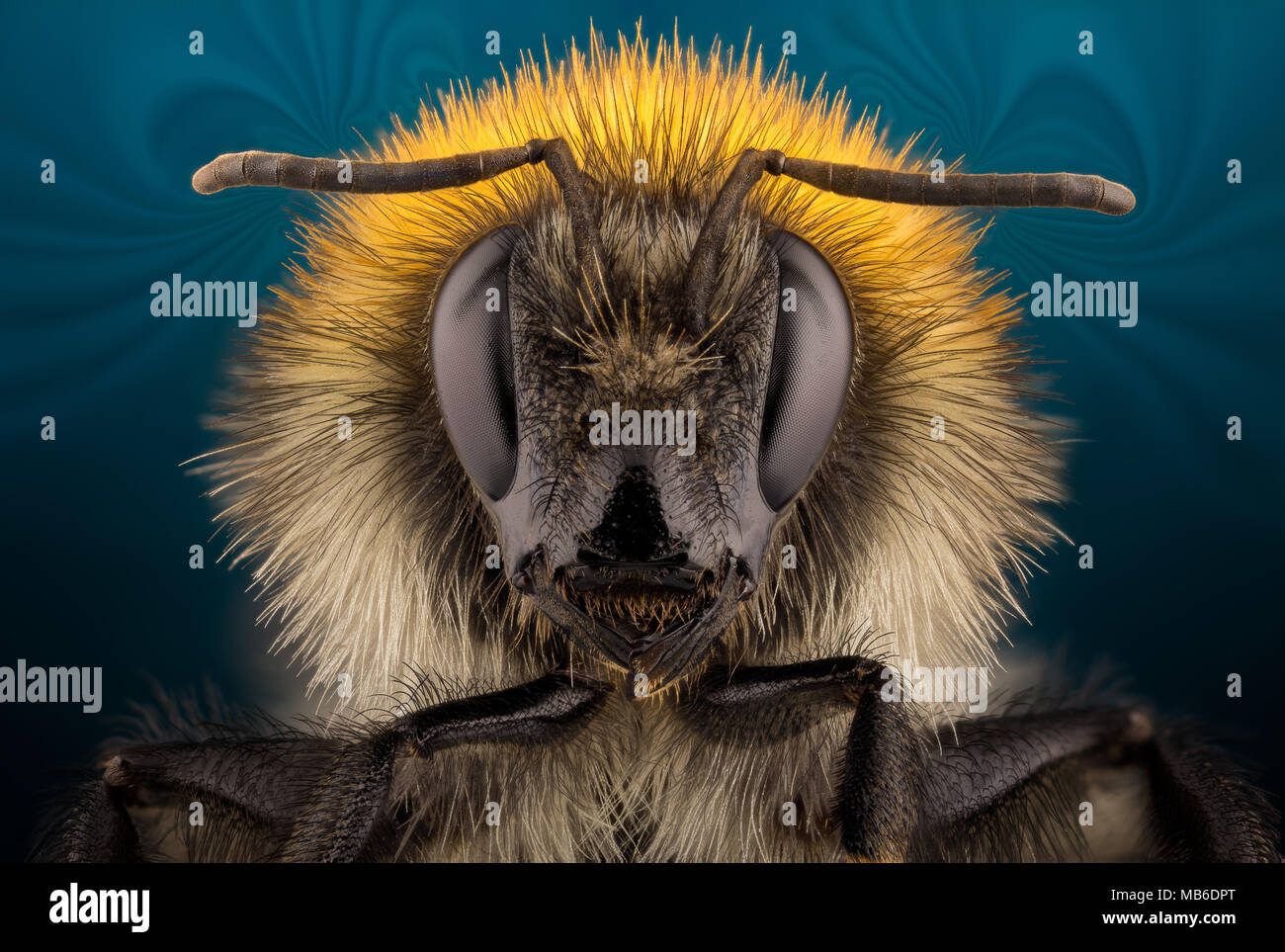 Bee close up microscope hi-res stock photography and images - Alamy