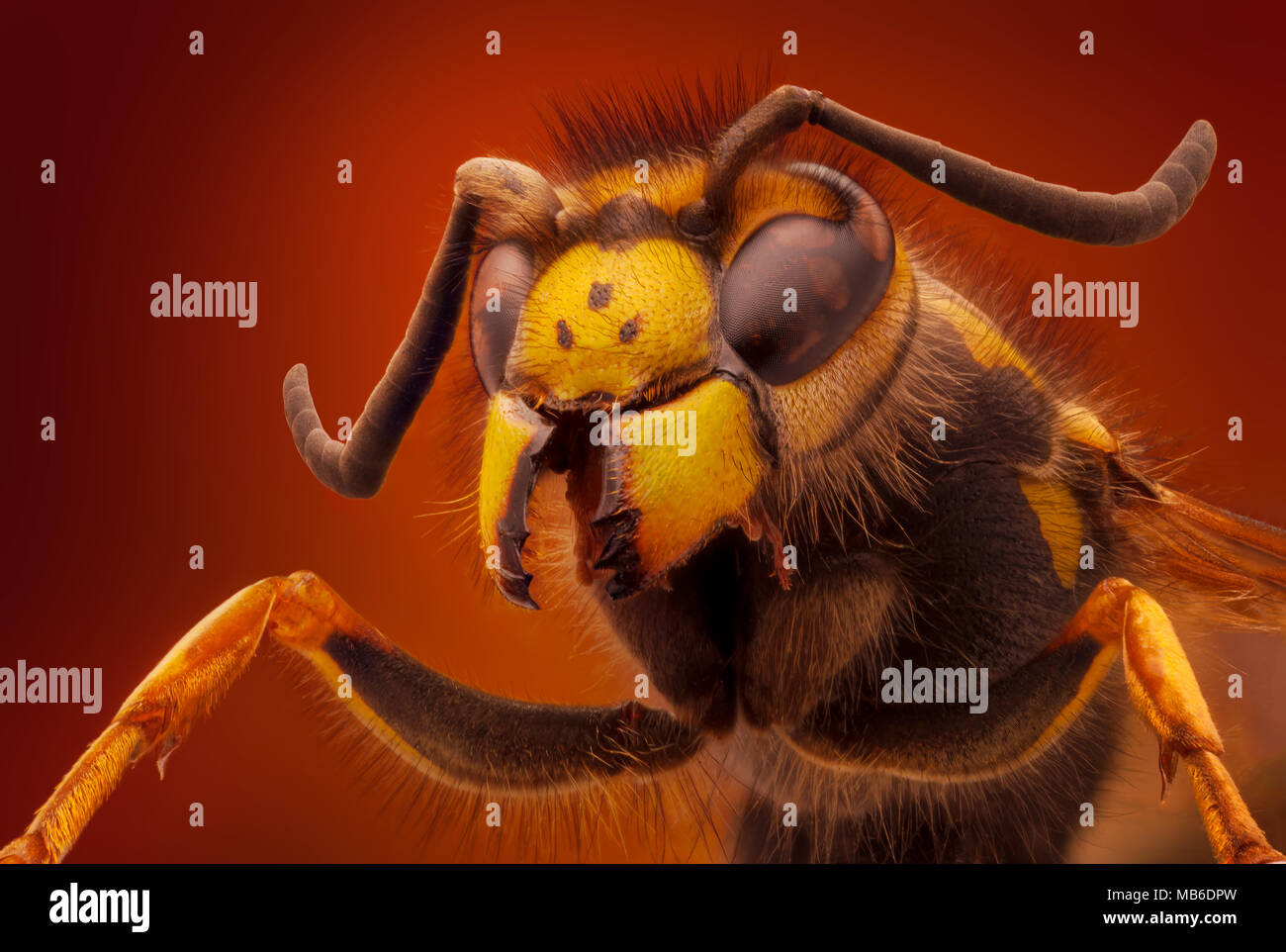 Extra sharp portrait of the wasp through a microscope Stock Photo - Alamy