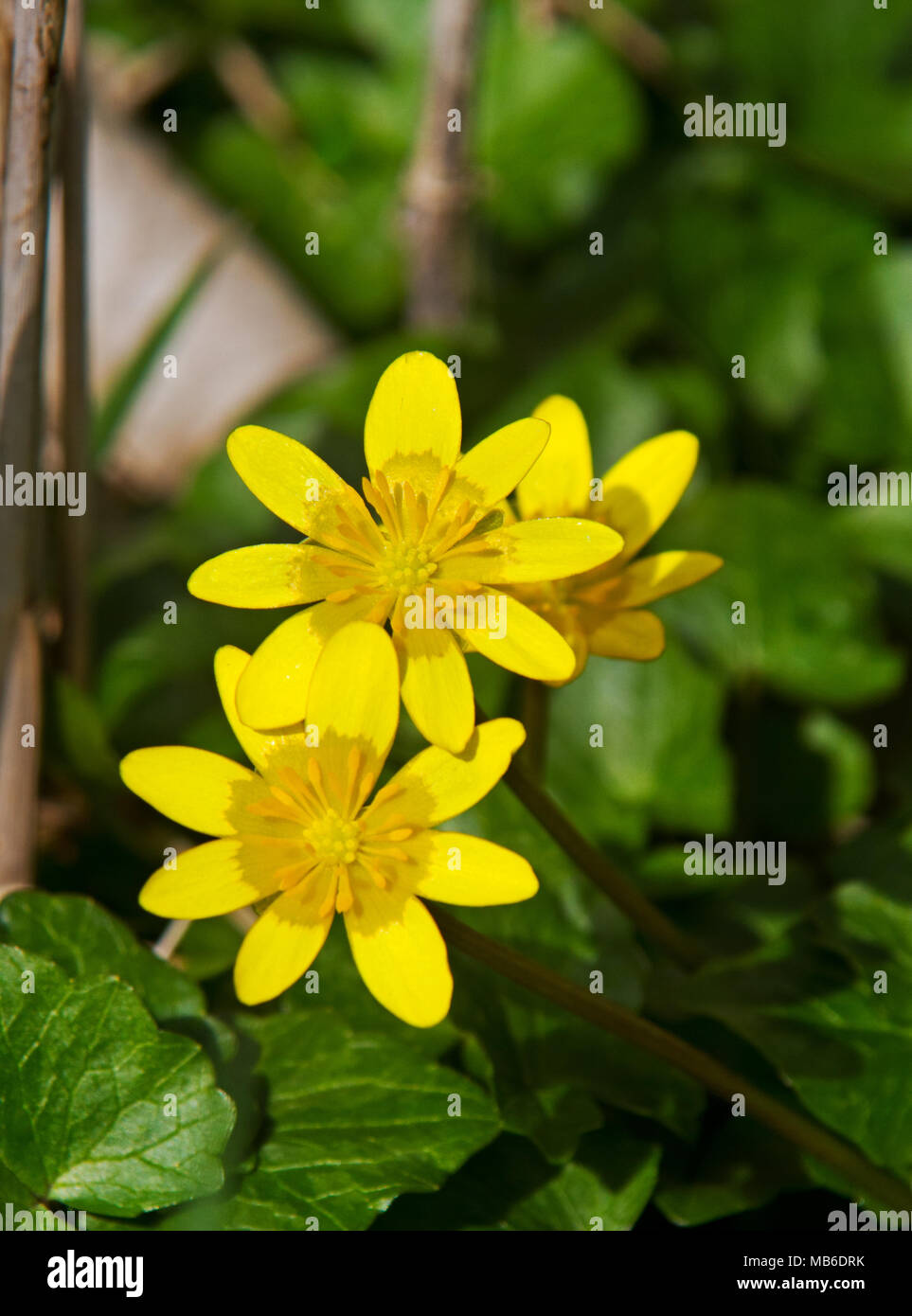 Yellow flowers and heart-shaped leaves of Lesser Celandine Stock Photo ...