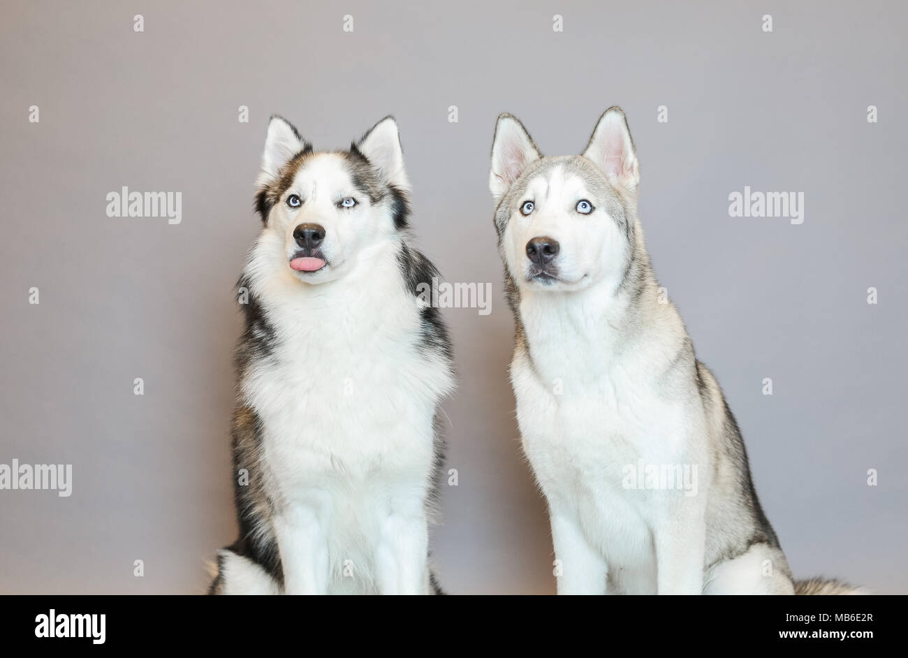 Siberian husky sitting cut out hi-res stock photography and images - Alamy