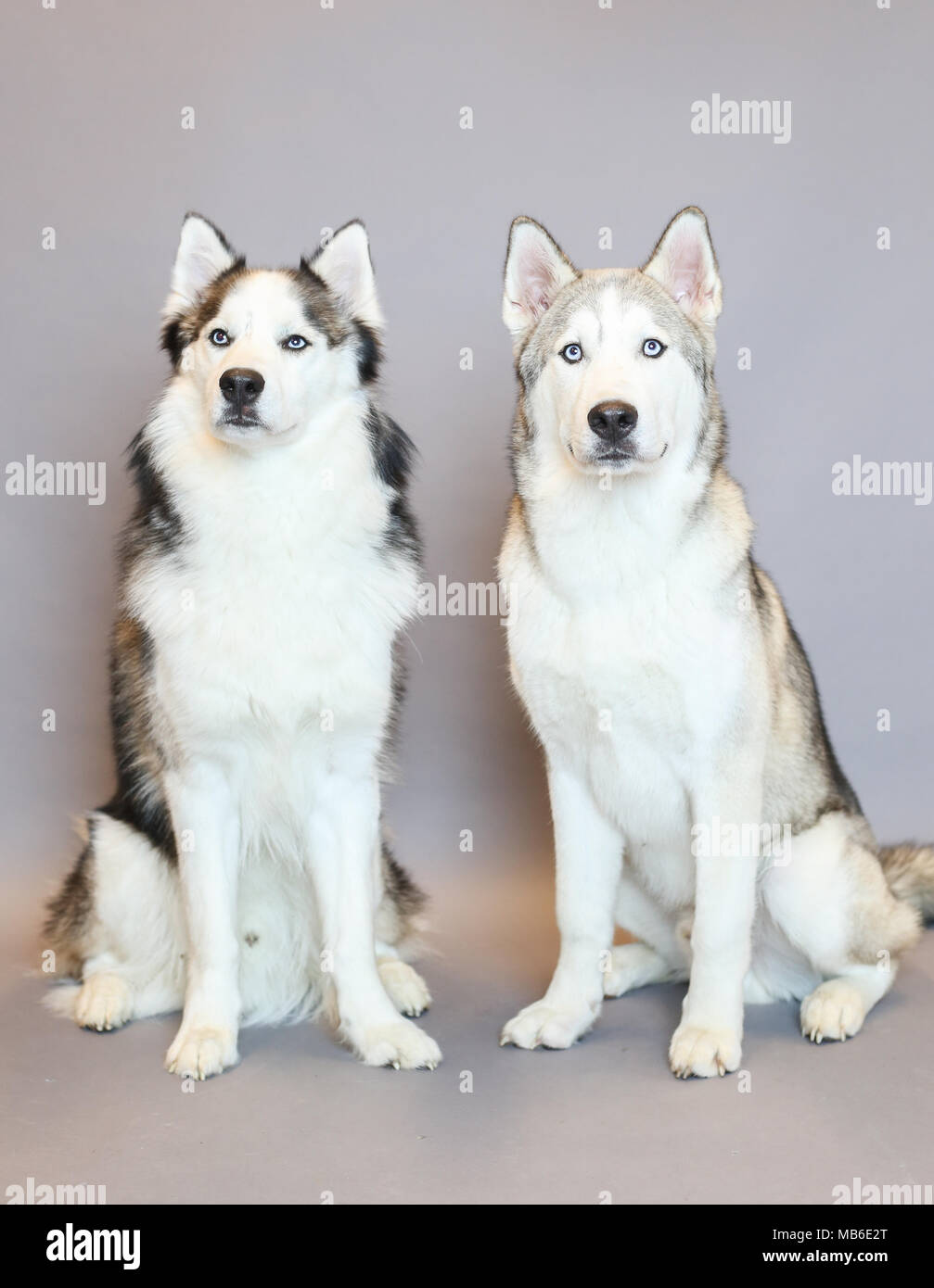 Husky Dogs in a studio with a grey background Stock Photo - Alamy