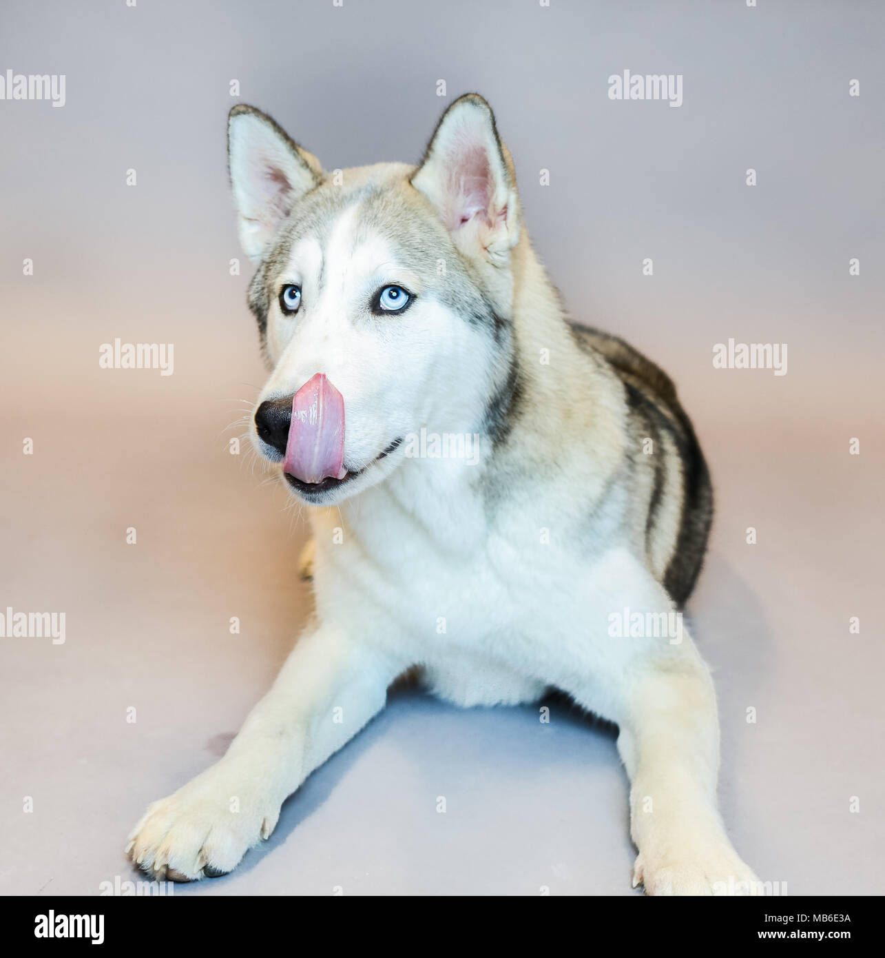 Husky Dog in a studio with a grey background Stock Photo - Alamy