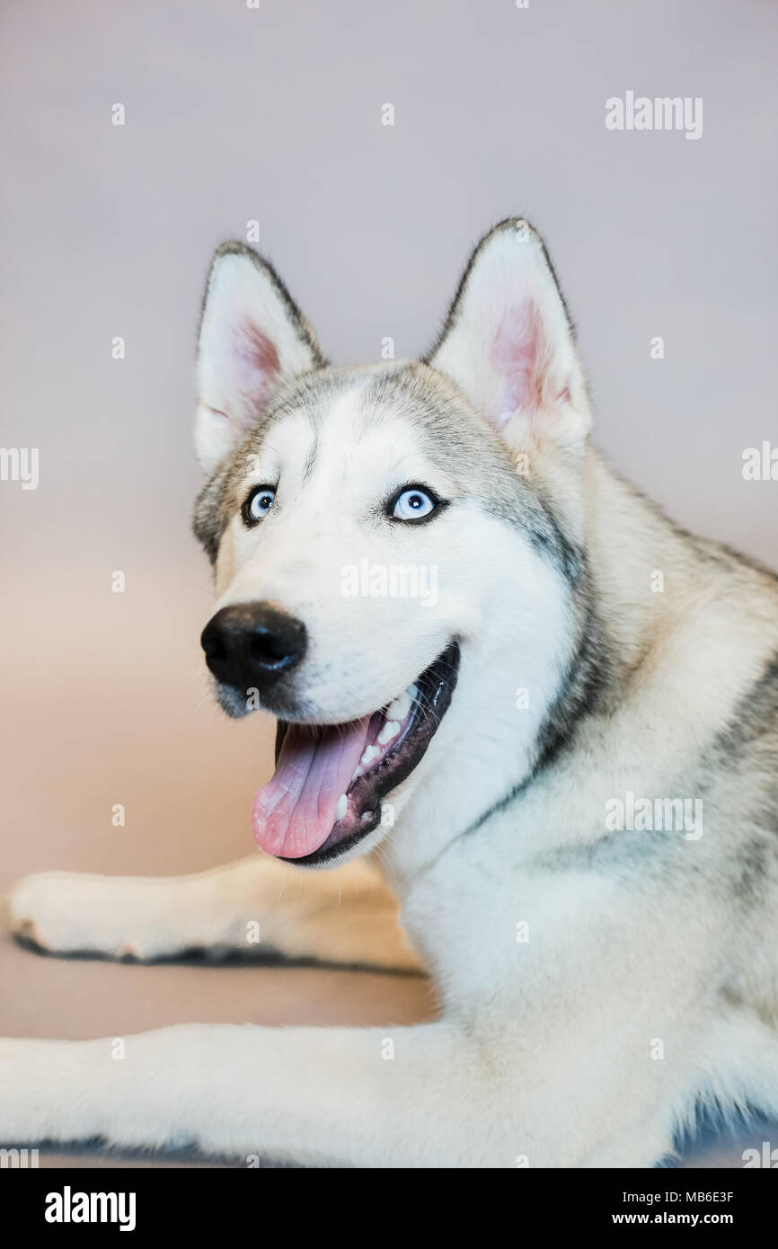 Husky Dog in a studio with a grey background Stock Photo - Alamy