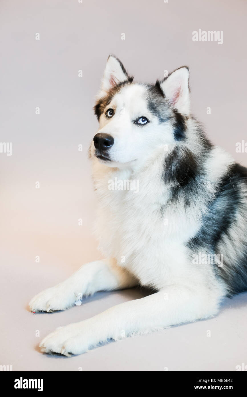 Husky Dog in a studio with a grey background Stock Photo - Alamy