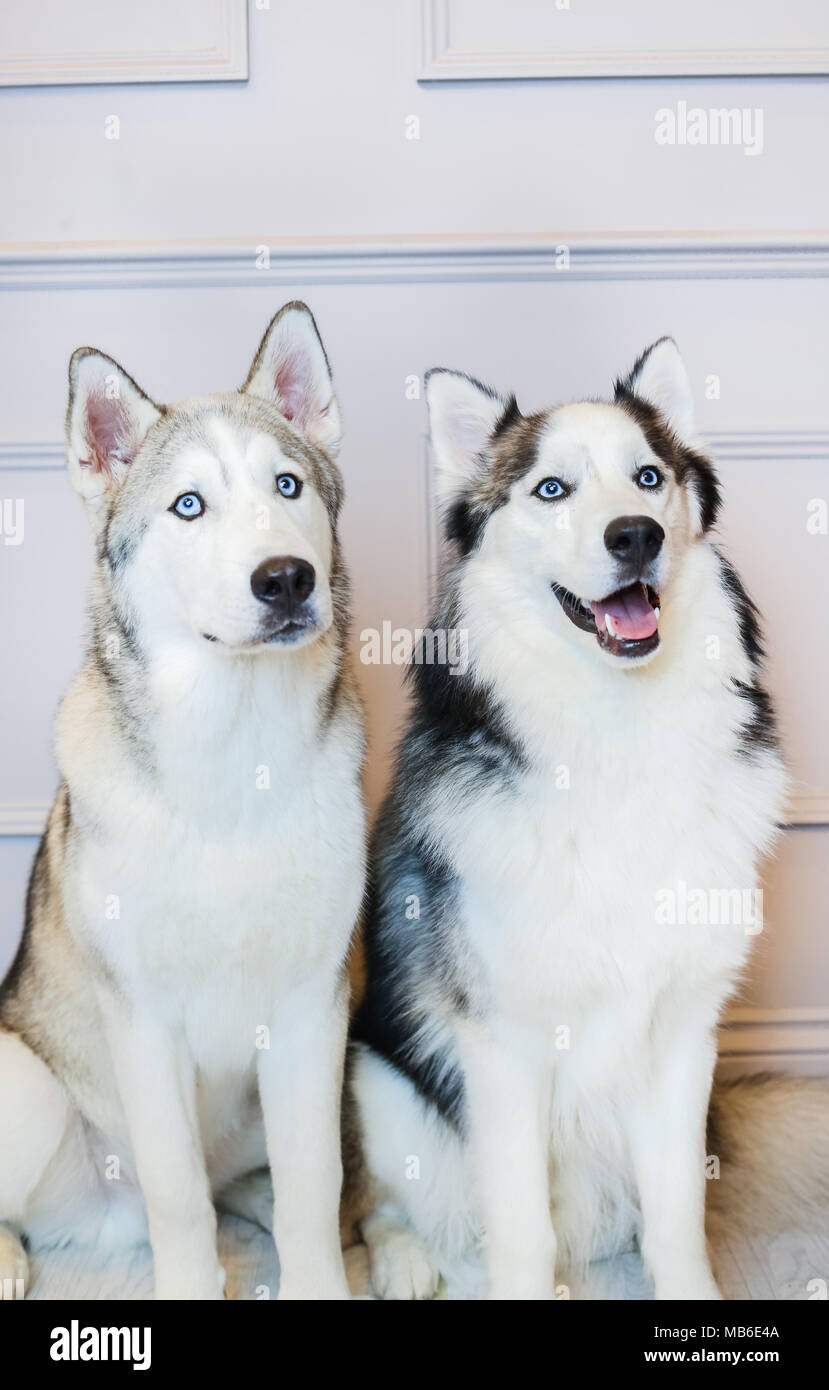 Can Huskies Be Inside Dogs