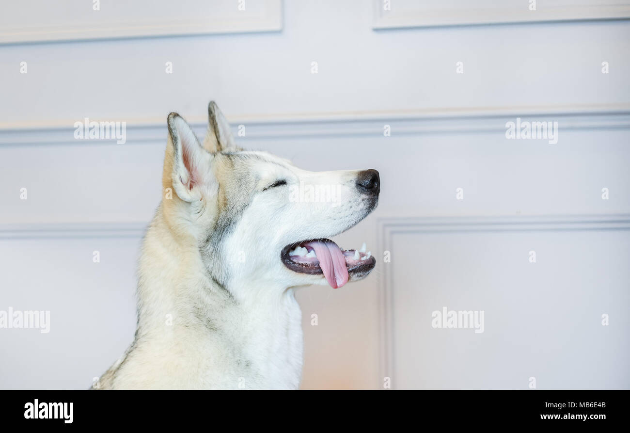 Husky Dog in a studio with a grey background Stock Photo - Alamy