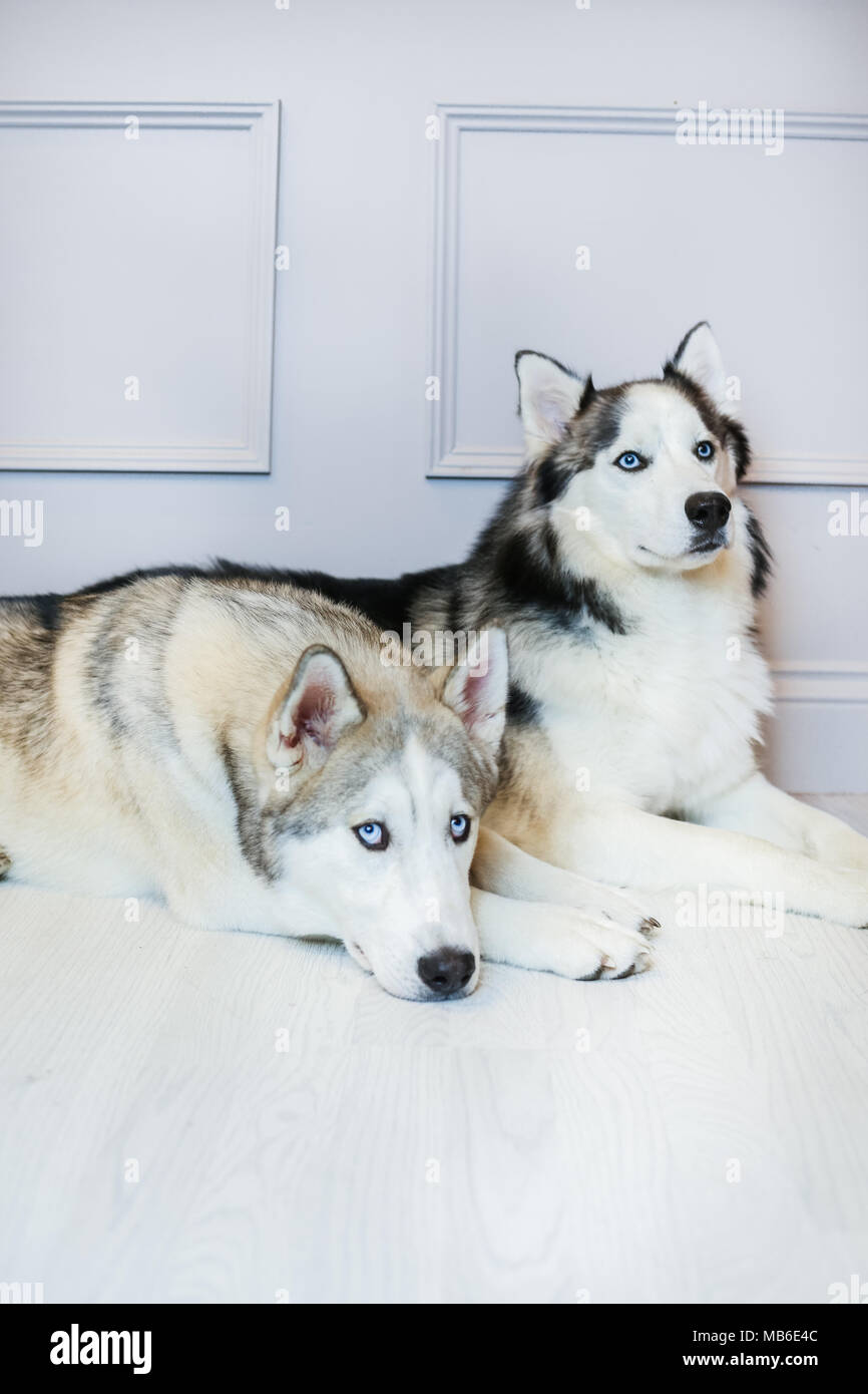 Husky Dogs in a studio with a grey background Stock Photo - Alamy