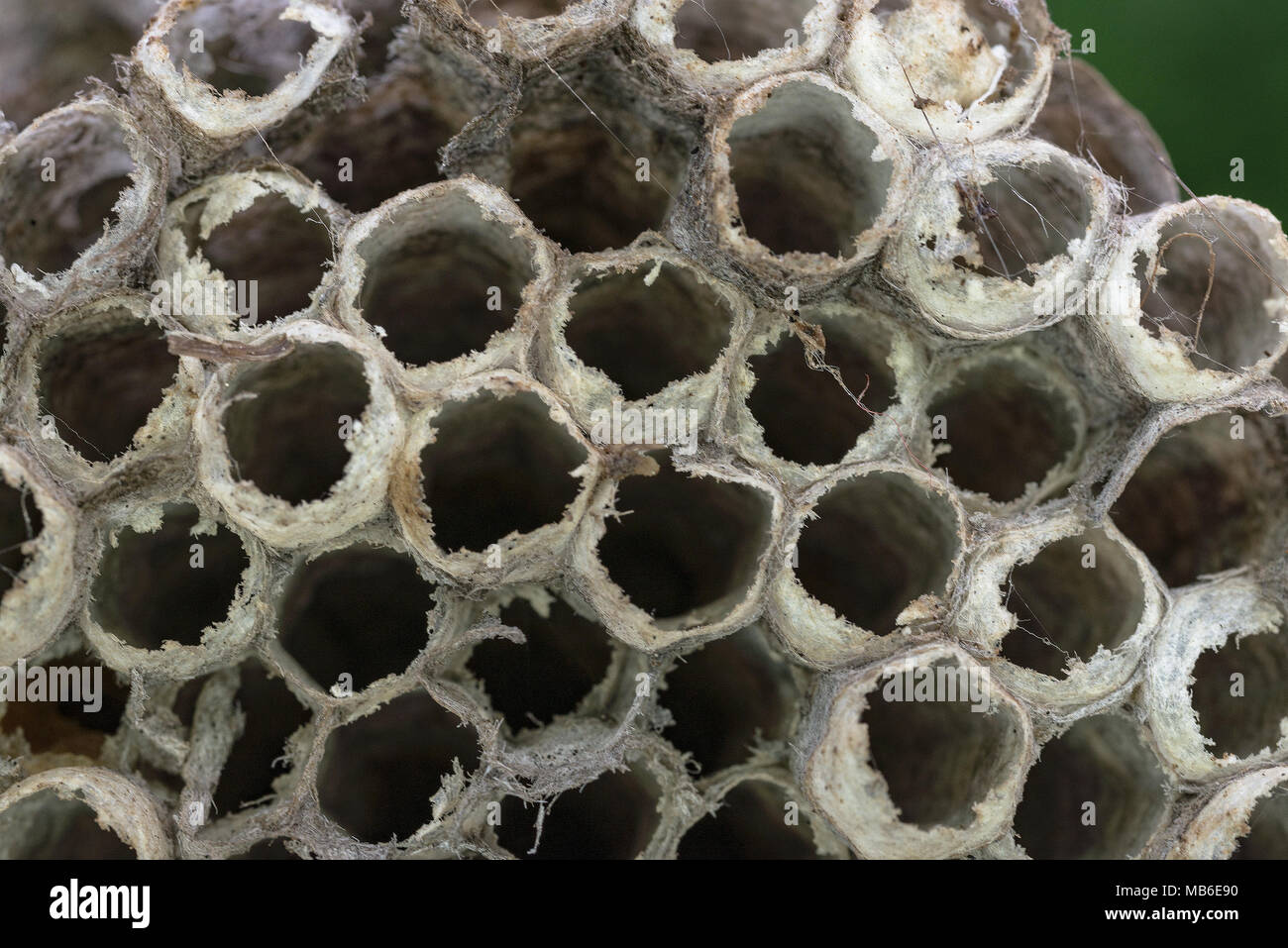 Gray paper wasp nest hi-res stock photography and images - Alamy
