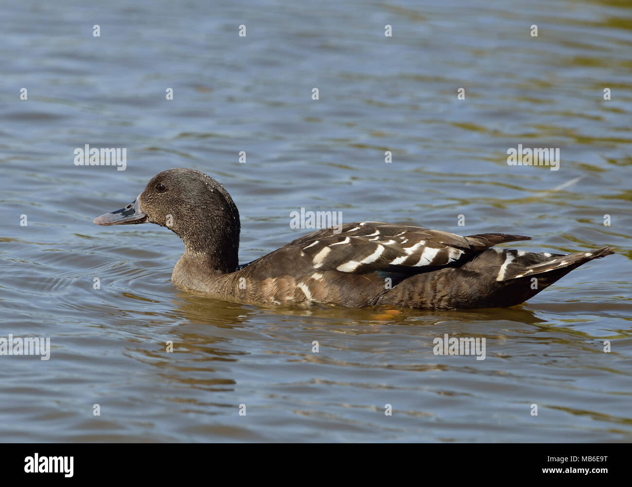 South African Black Duck - Anas sparsa sparsa From South Africa Stock ...