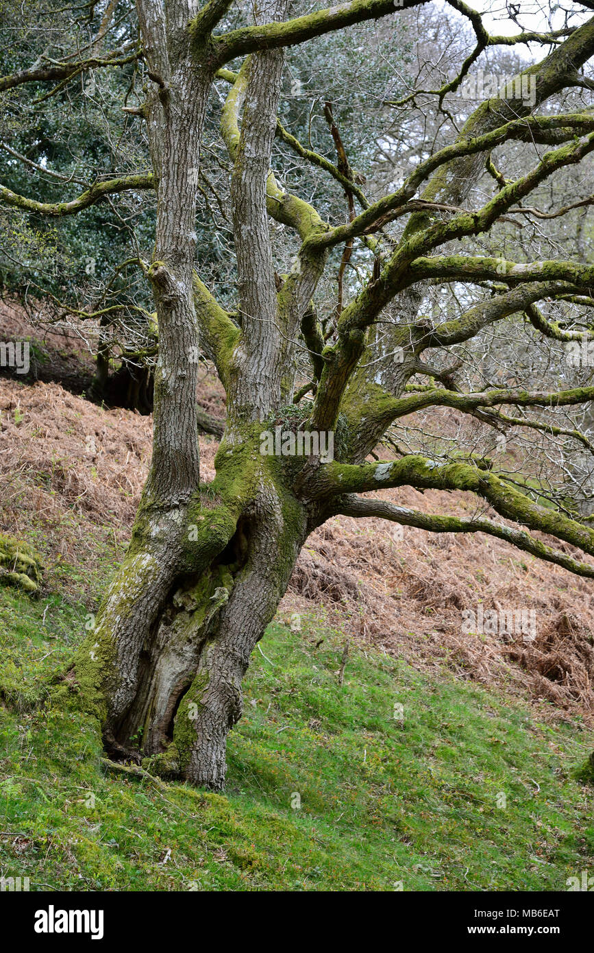 Pollarded Sessile Oak Tree - Quercus petraea Hodder's Combe, Quantock ...