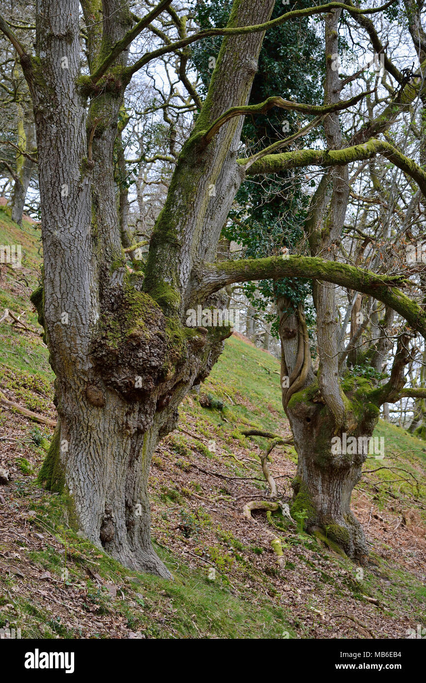 Pollarded Sessile Oak Tree - Quercus petraea Hodder's Combe, Quantock ...